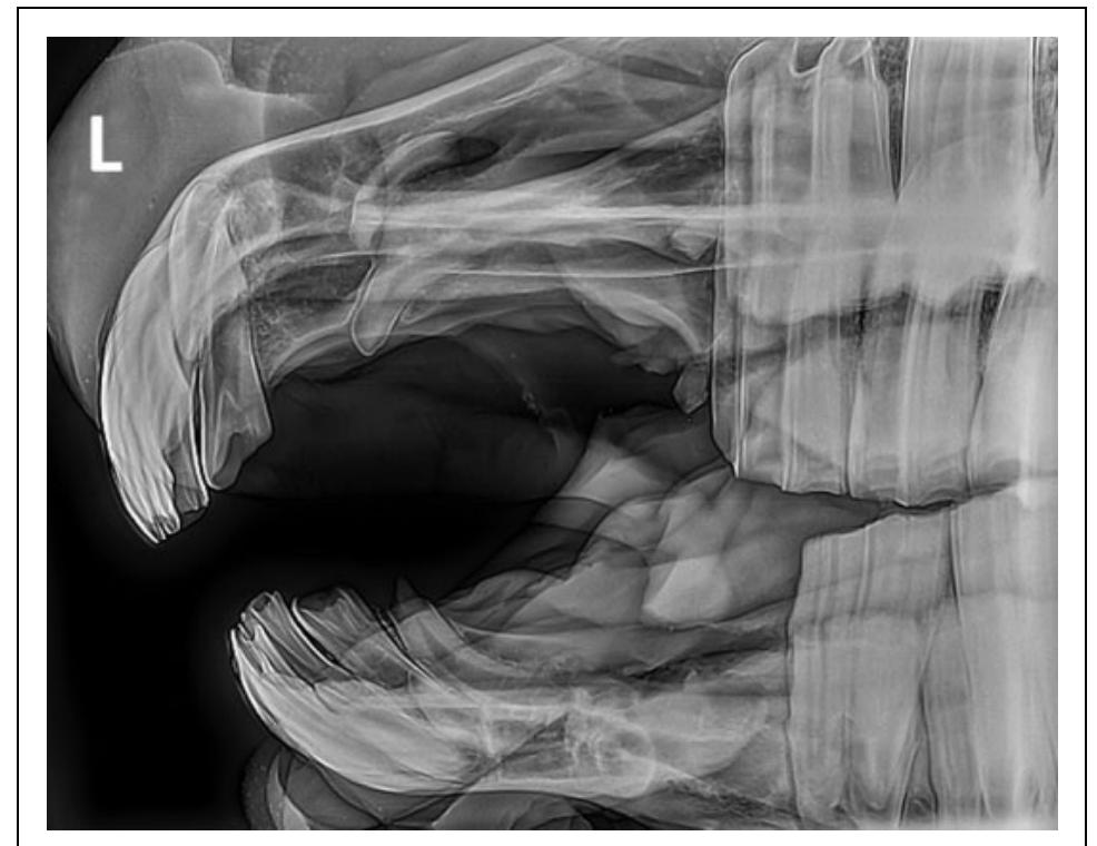 Figure 10 - Dental Radiography of the Horse