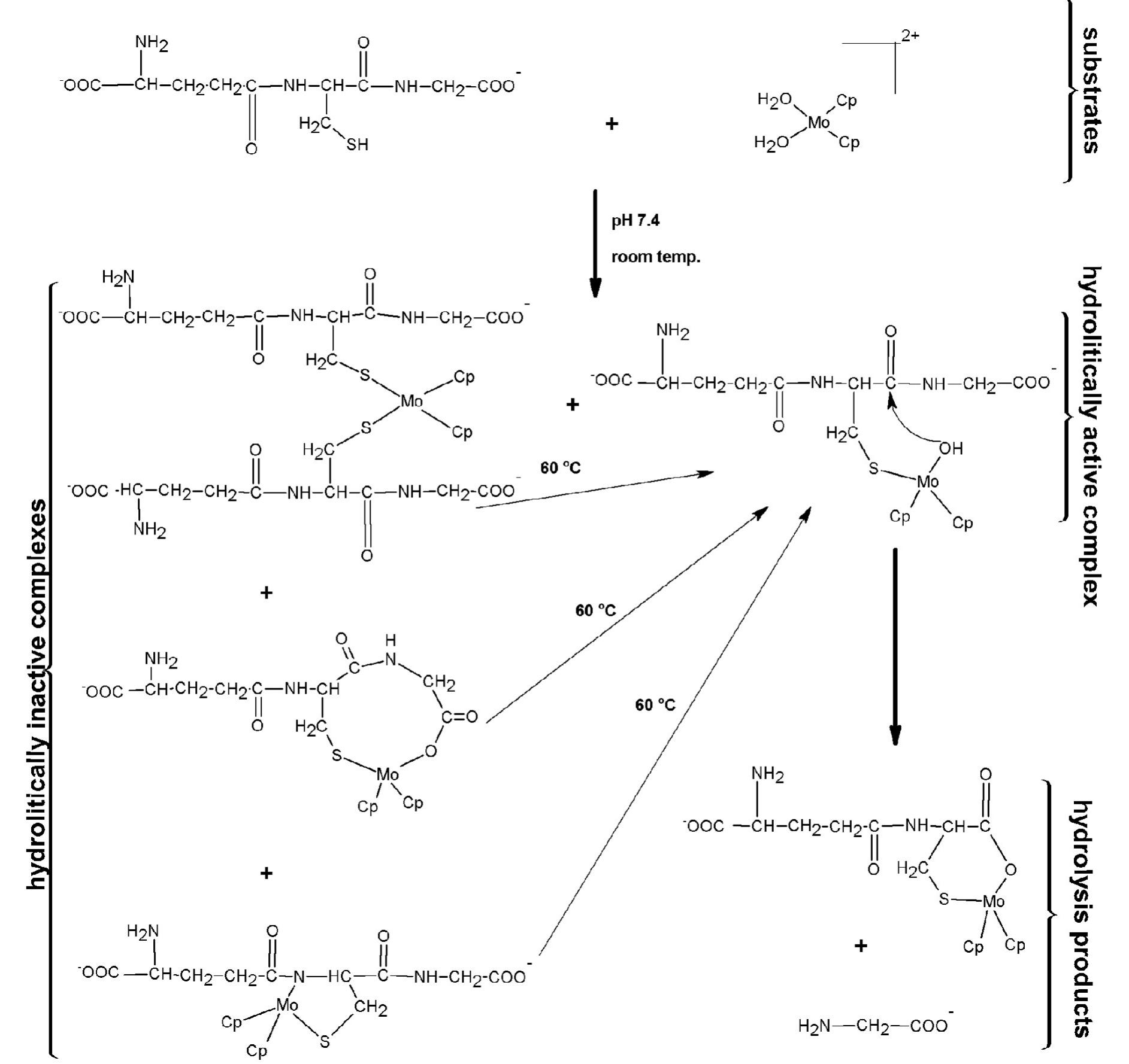 The mechanism of hydrolysis of y-glu-cys-gly (glutathione)