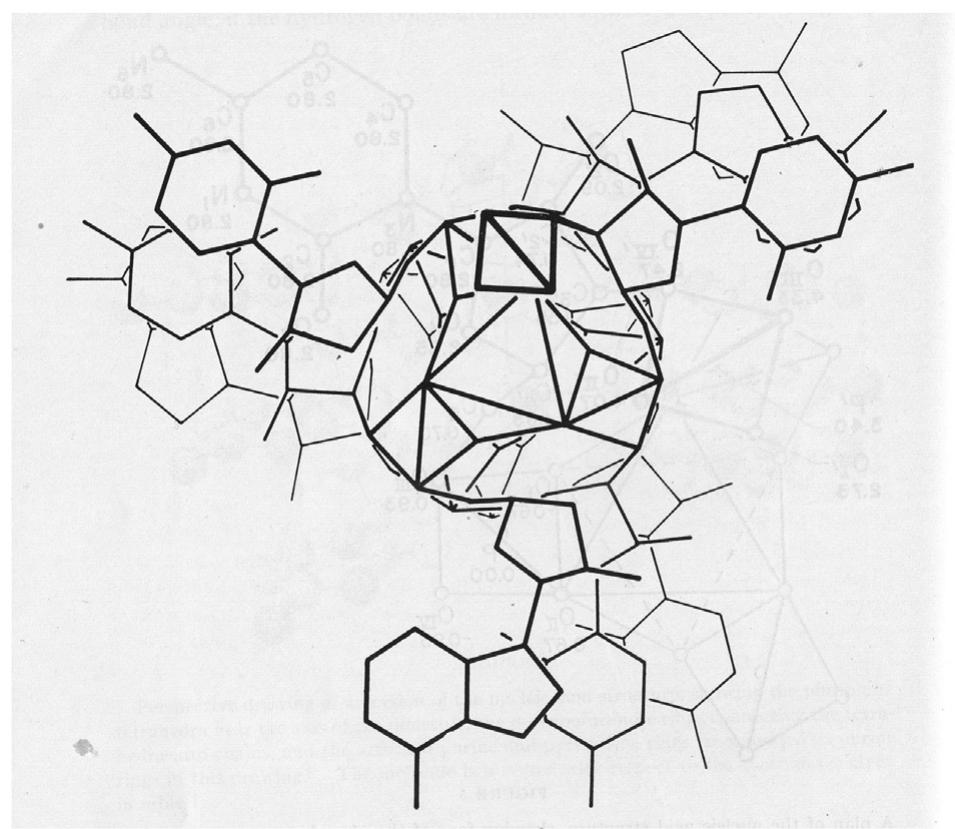 Linus pauling’s and robert corey’s diagram of their