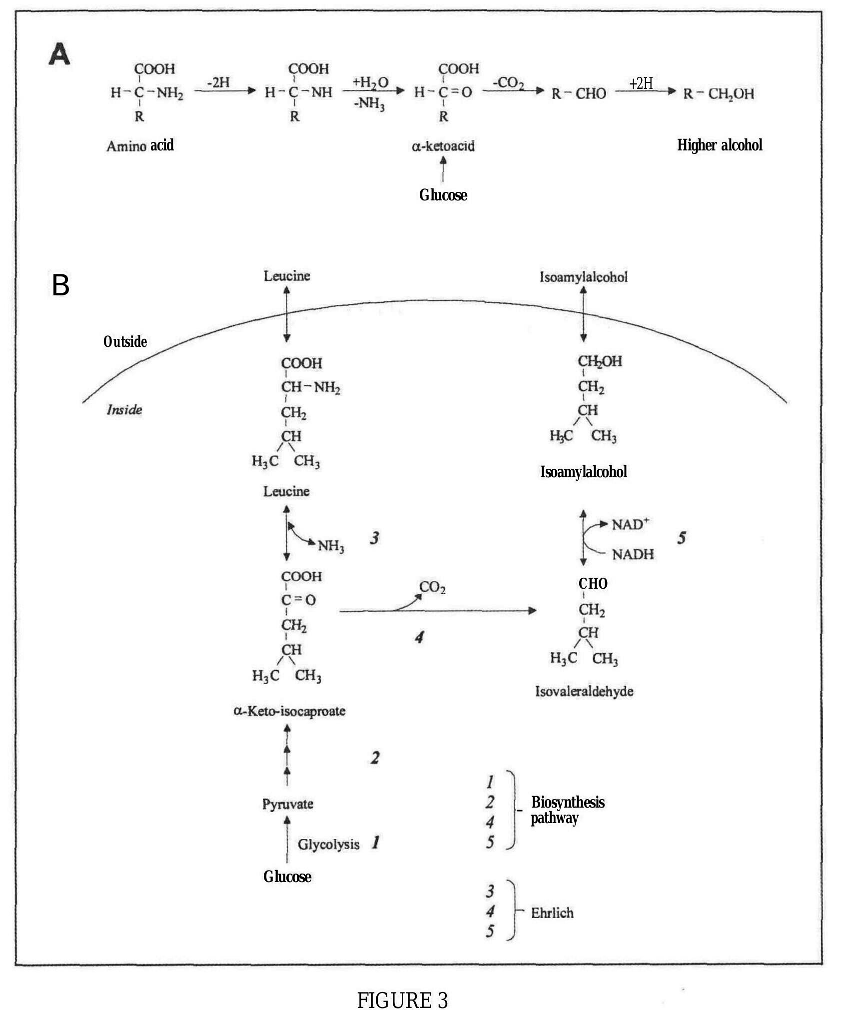 A) generalized pathway for formation of higher alcohols