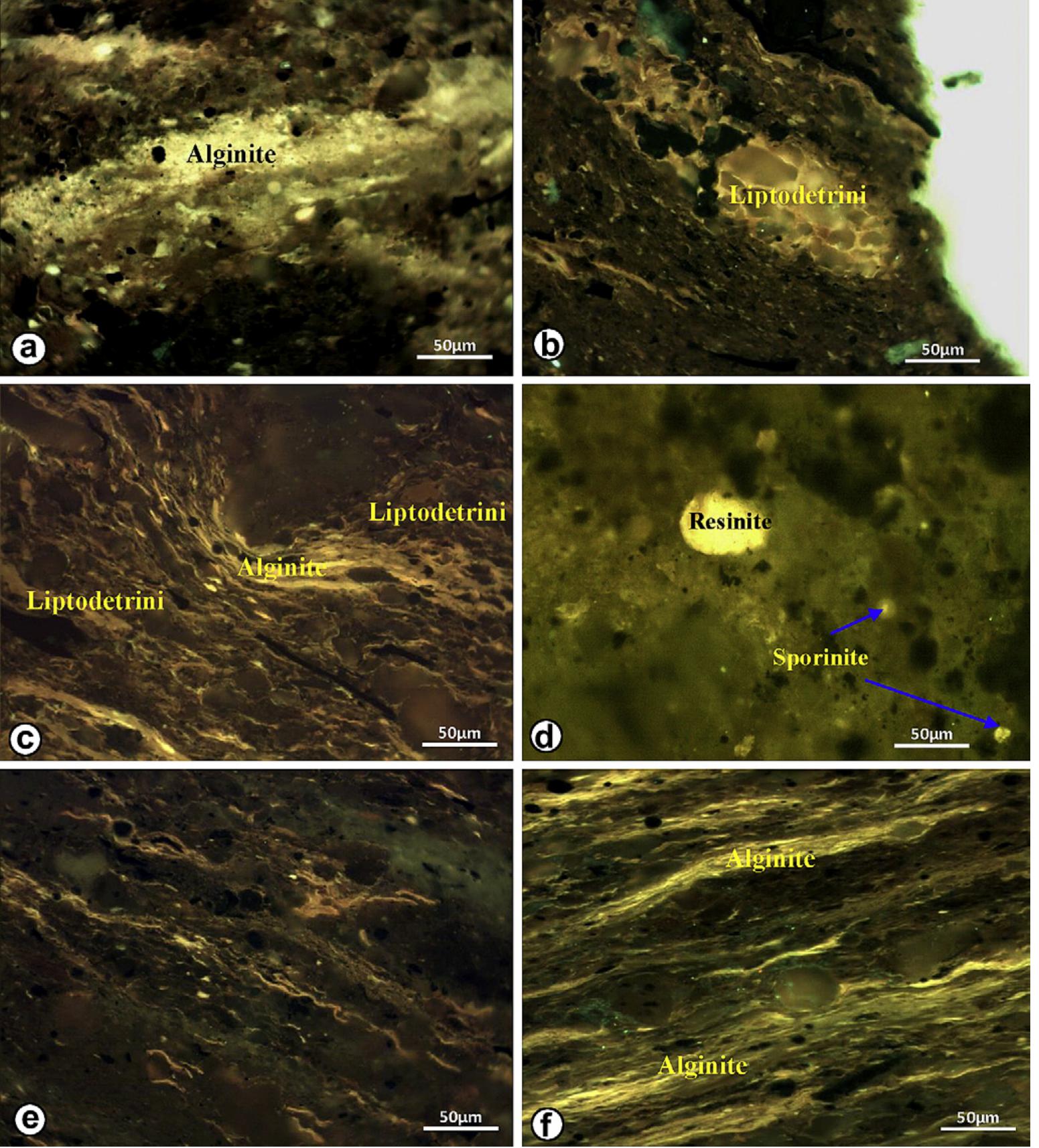 Photomicrographs of macerals from upper jurassic madbi