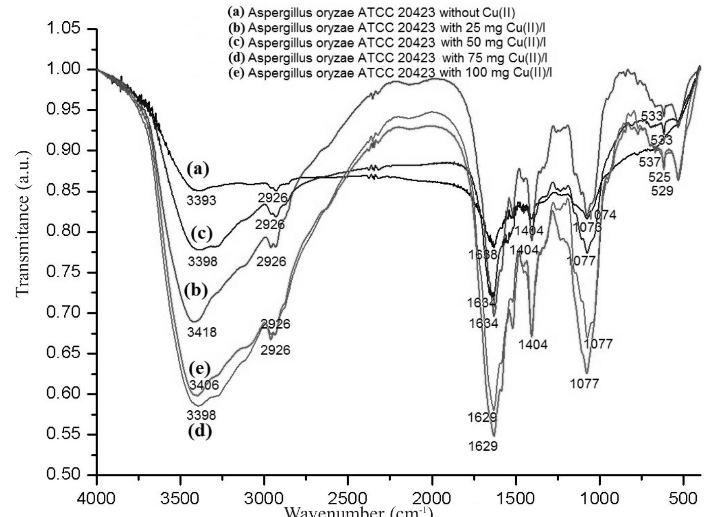 Ft-ir spectra of aspergillus oryzae atcc 20423 unloaded and