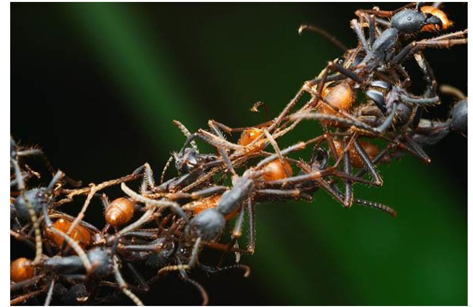 Eciton form bridge between a gap[6] army ants have two