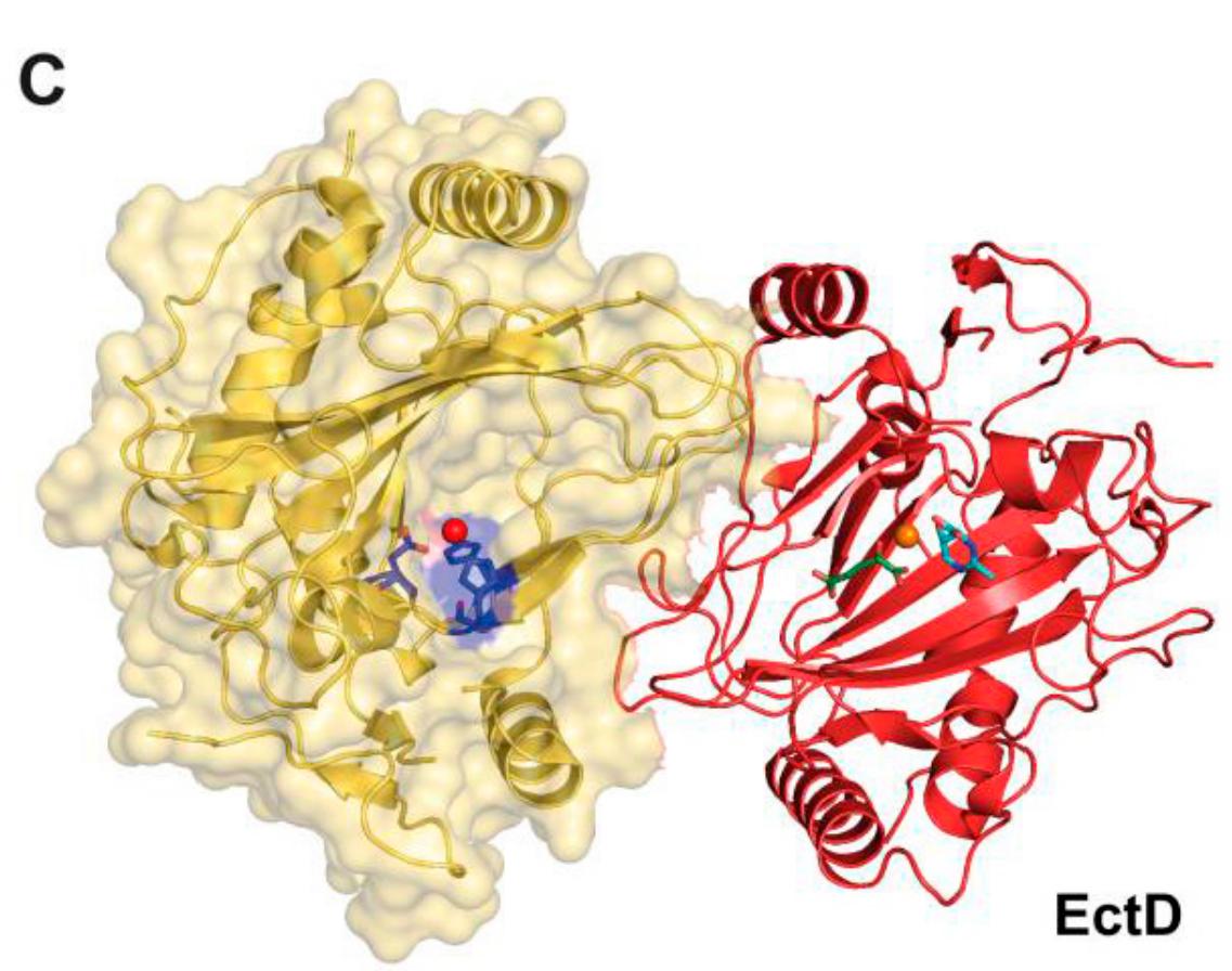 Crystal structures of the ecta and ectc ectoine biosynthetic