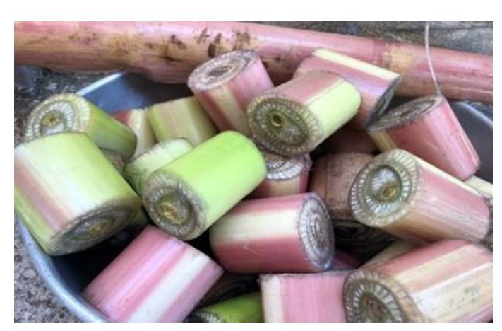 (PDF) Banana Pseudo-Stem: An Alternative Raw Material for Paper Making