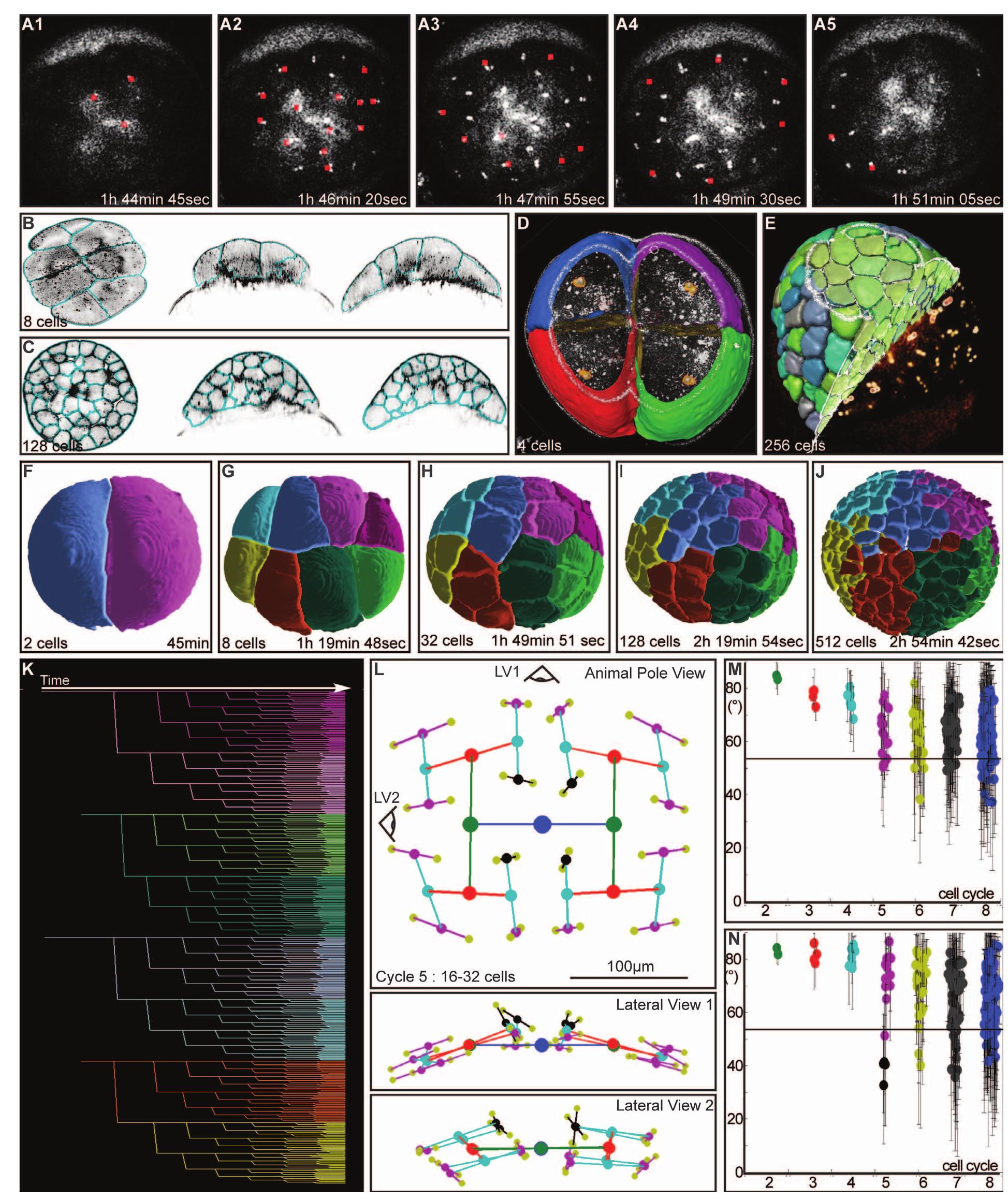 The lineage tree with eight-cell stage clones; same colors