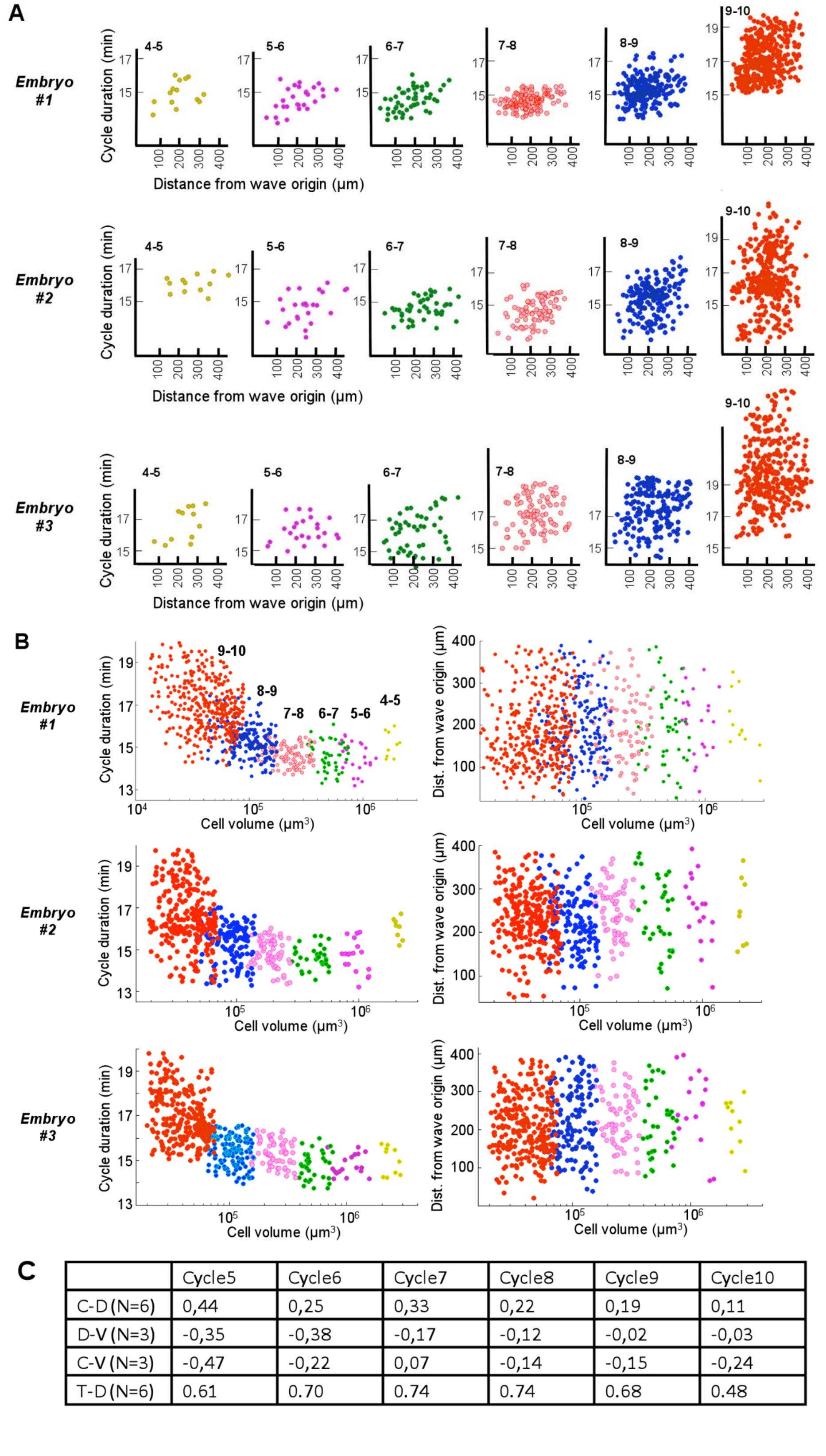 Figure 14 - Cell Lineage Reconstruction of Early Zebrafish