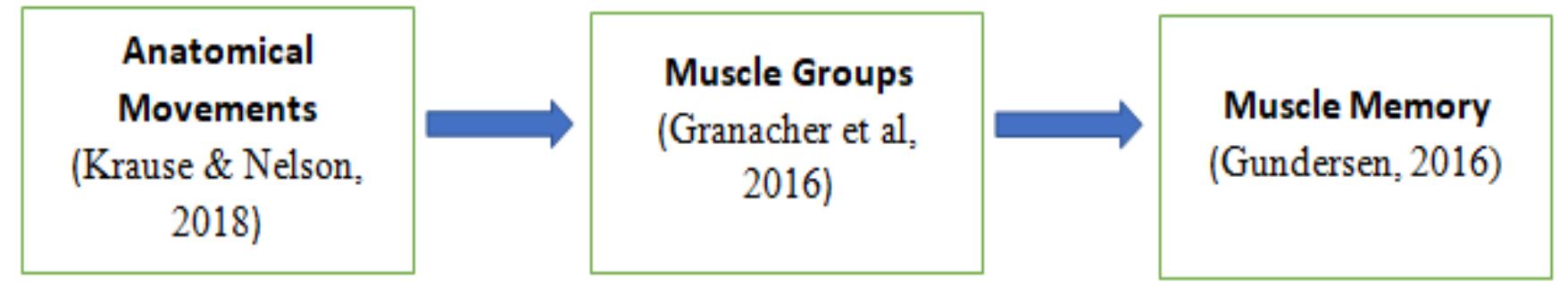 Diagrammatic sequence of muscle memory development the