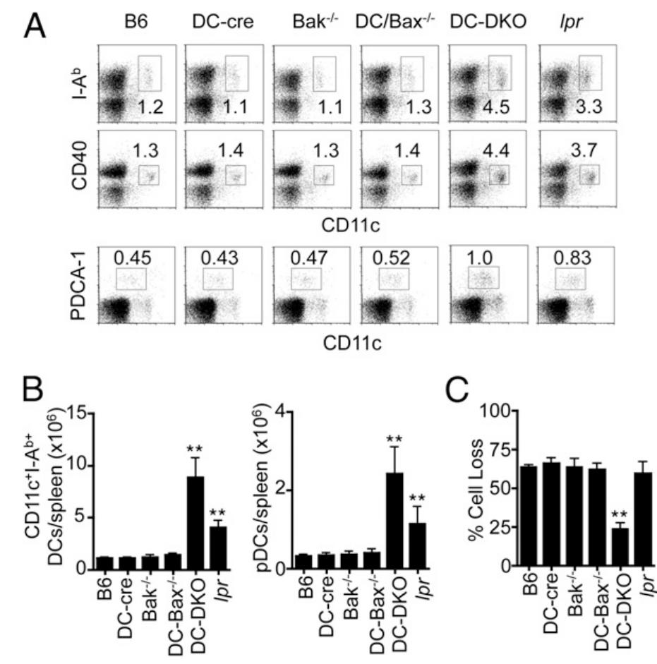 Reduced spontaneous cell death of dcs, dc accumulation. and
