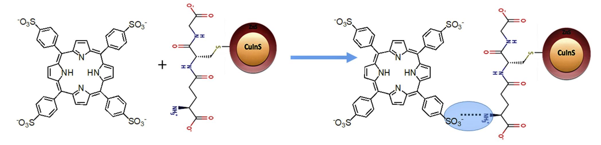 | schematic diagram showing the conjugation of culns/zns and
