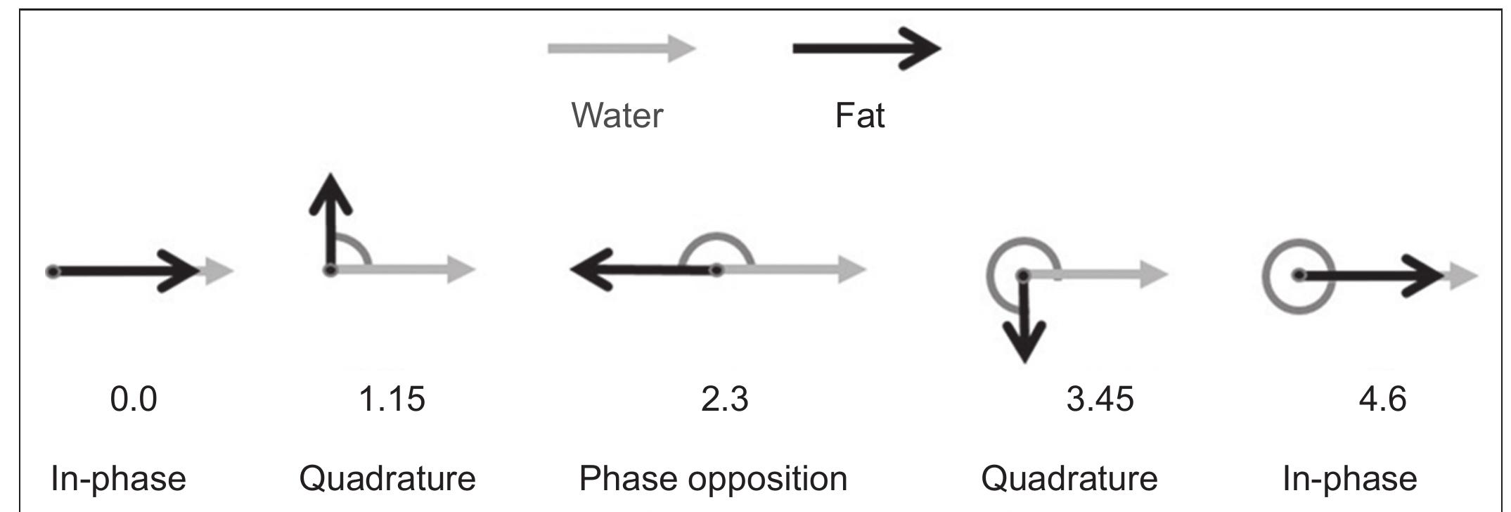Representation of transverse magnetization vectors of water