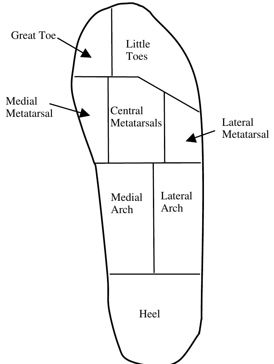 Eight anatomically defined regions of the foot used for