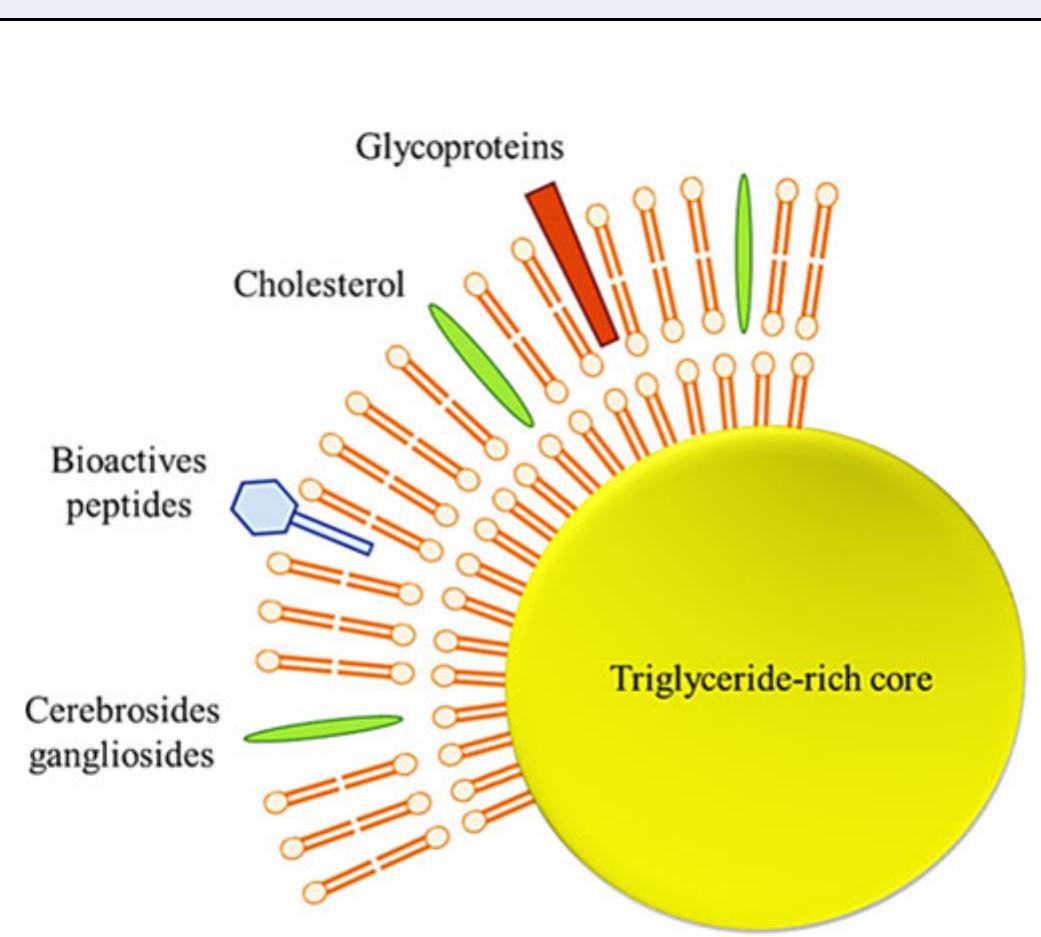 Schematic structure of milk fat globule (adapted from