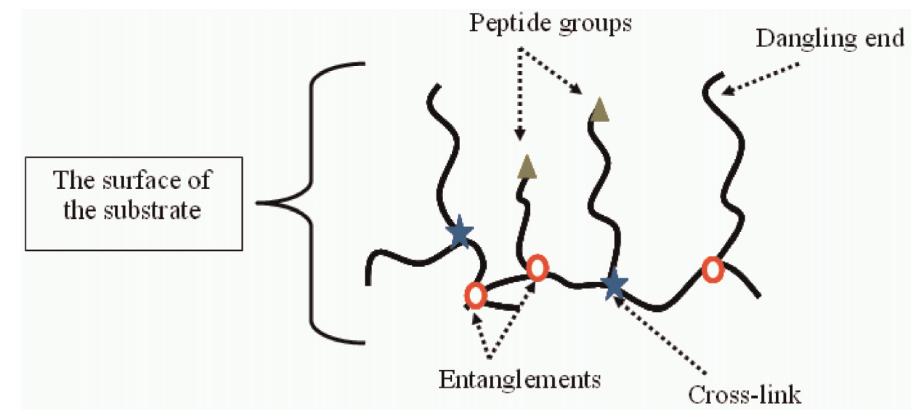 The side-view of the substrate surface: (x) filled star is