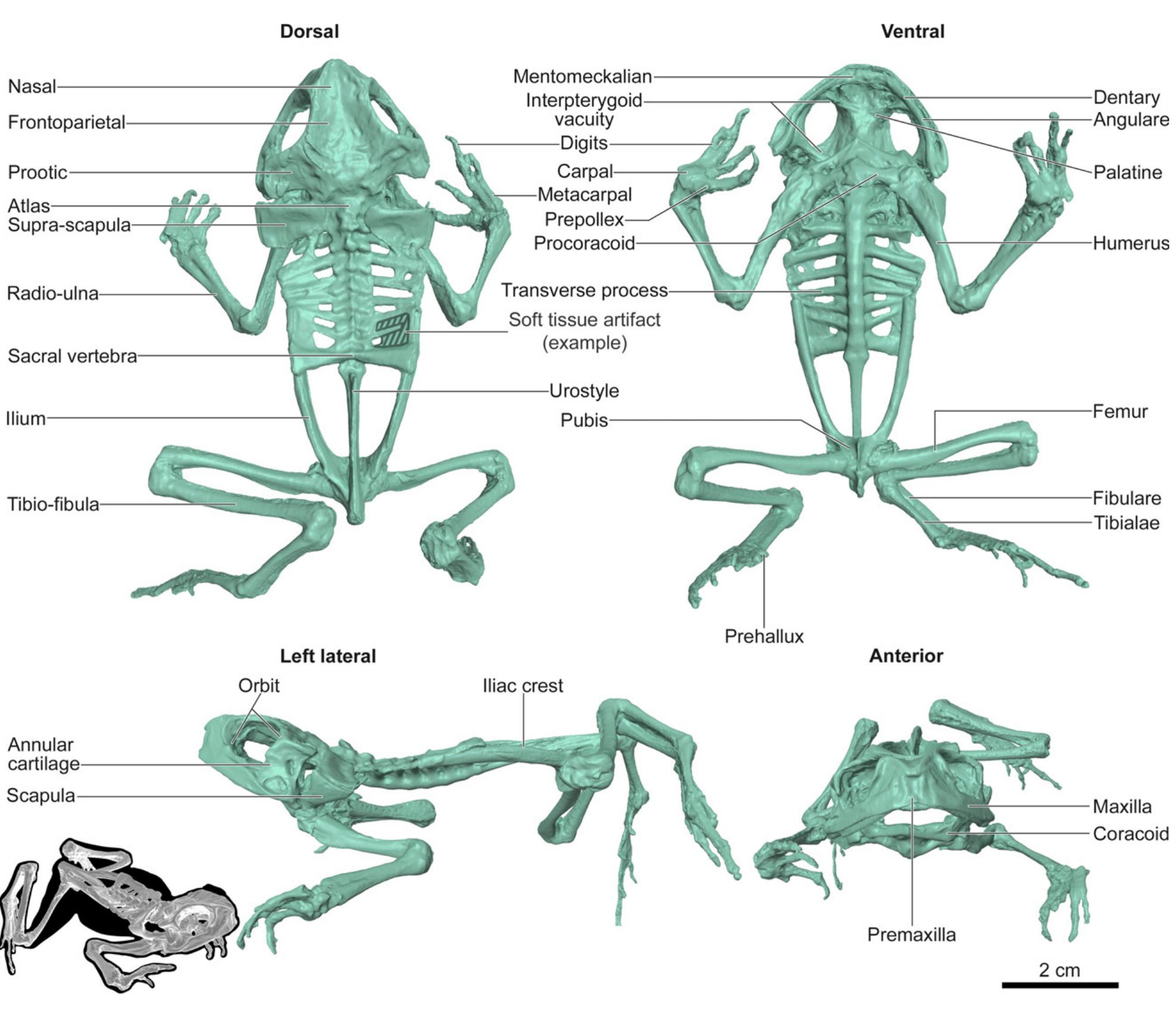 Anatomical features in a 3d digital model of a cane toad
