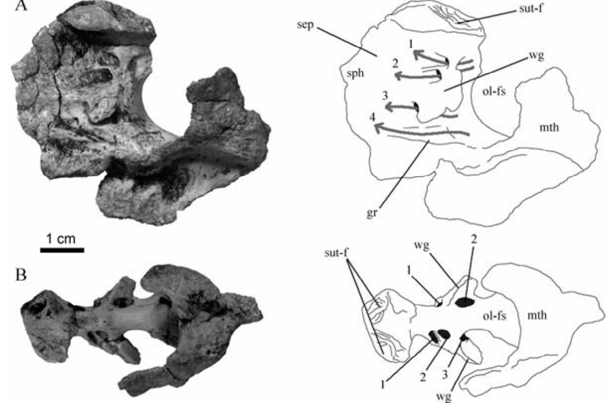 The ventral surface of the frontal, at the base of the nasal