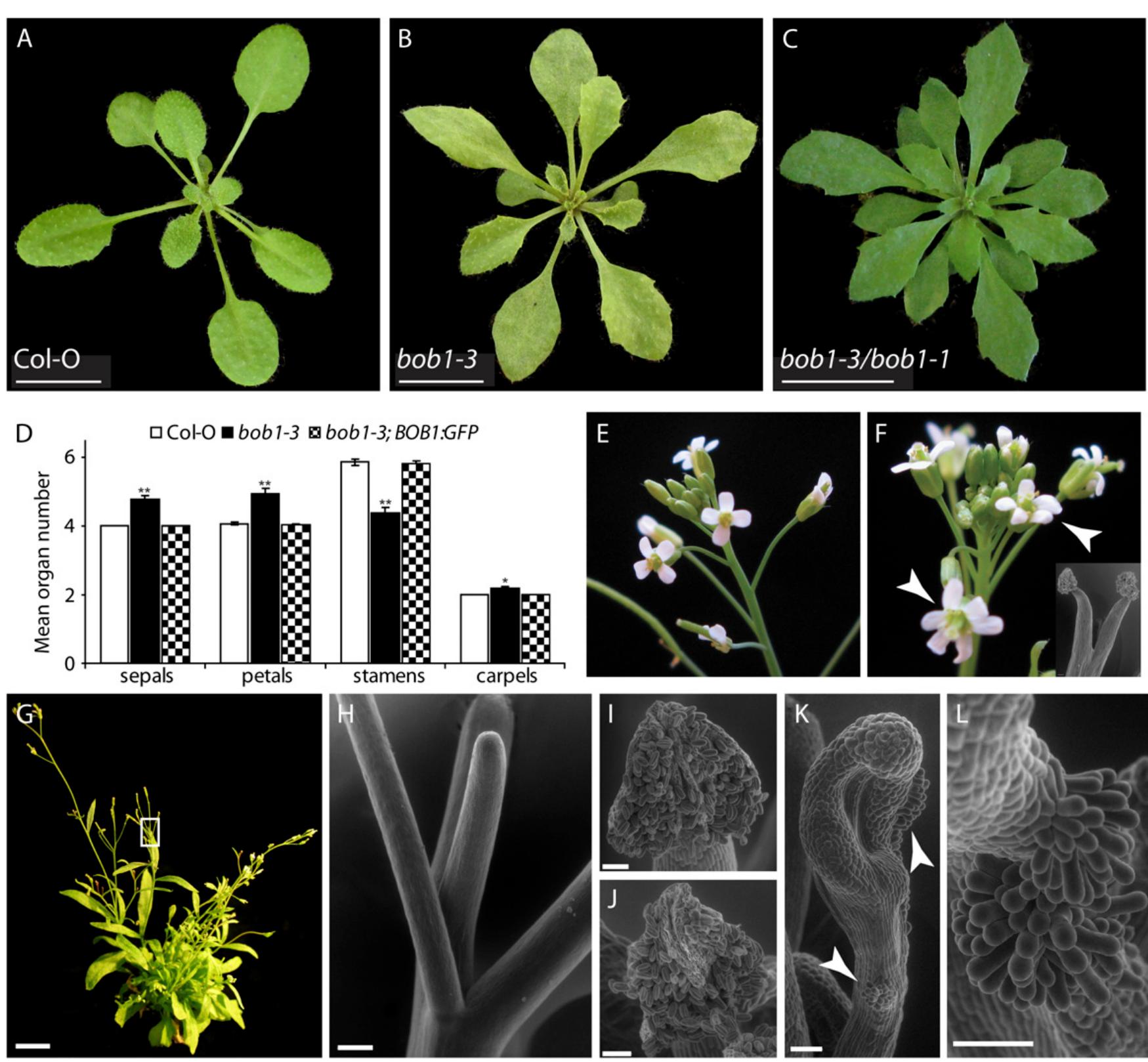 Developmental phenotypes of bob7 mutant plants. bob7-3
