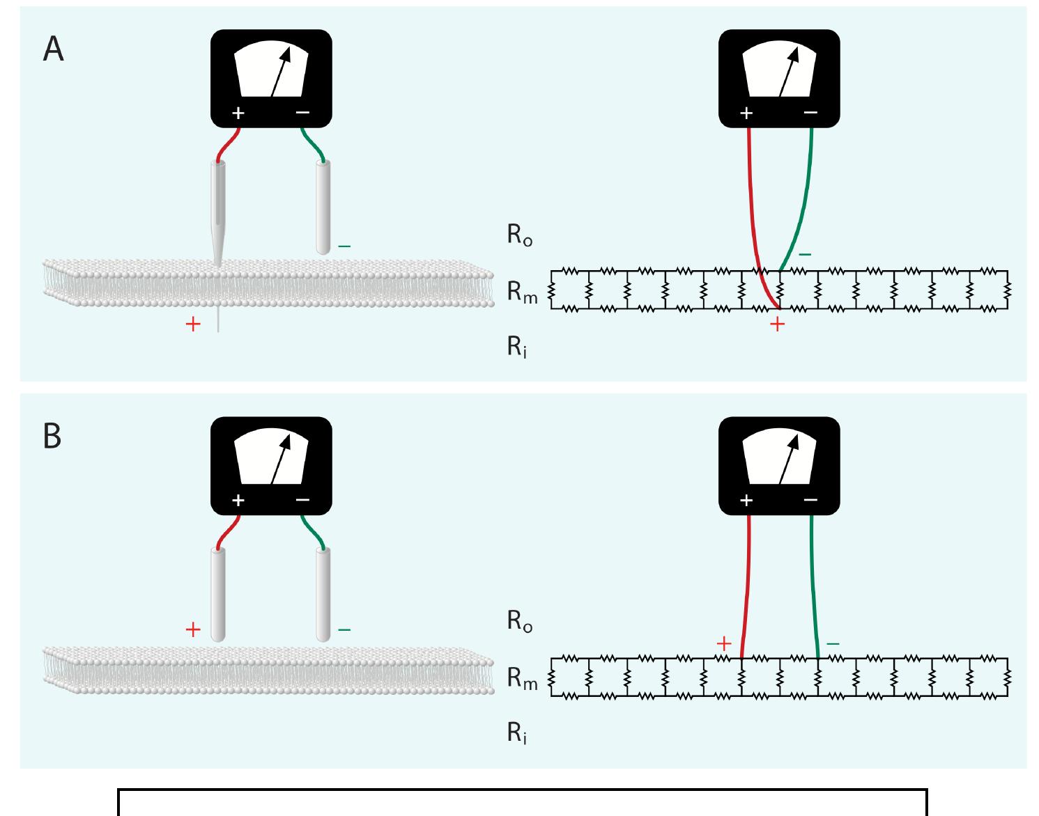 Terminal connected to the inside and the negative terminal