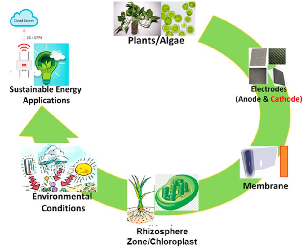 Schematic of the bioelectricity production process in p-mfc.