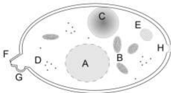 2.3 architecture: spore structure fig. 5 — blueprint of