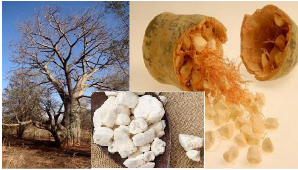 Tabaldi tree (adansonia digitata) ¢ and its fruits