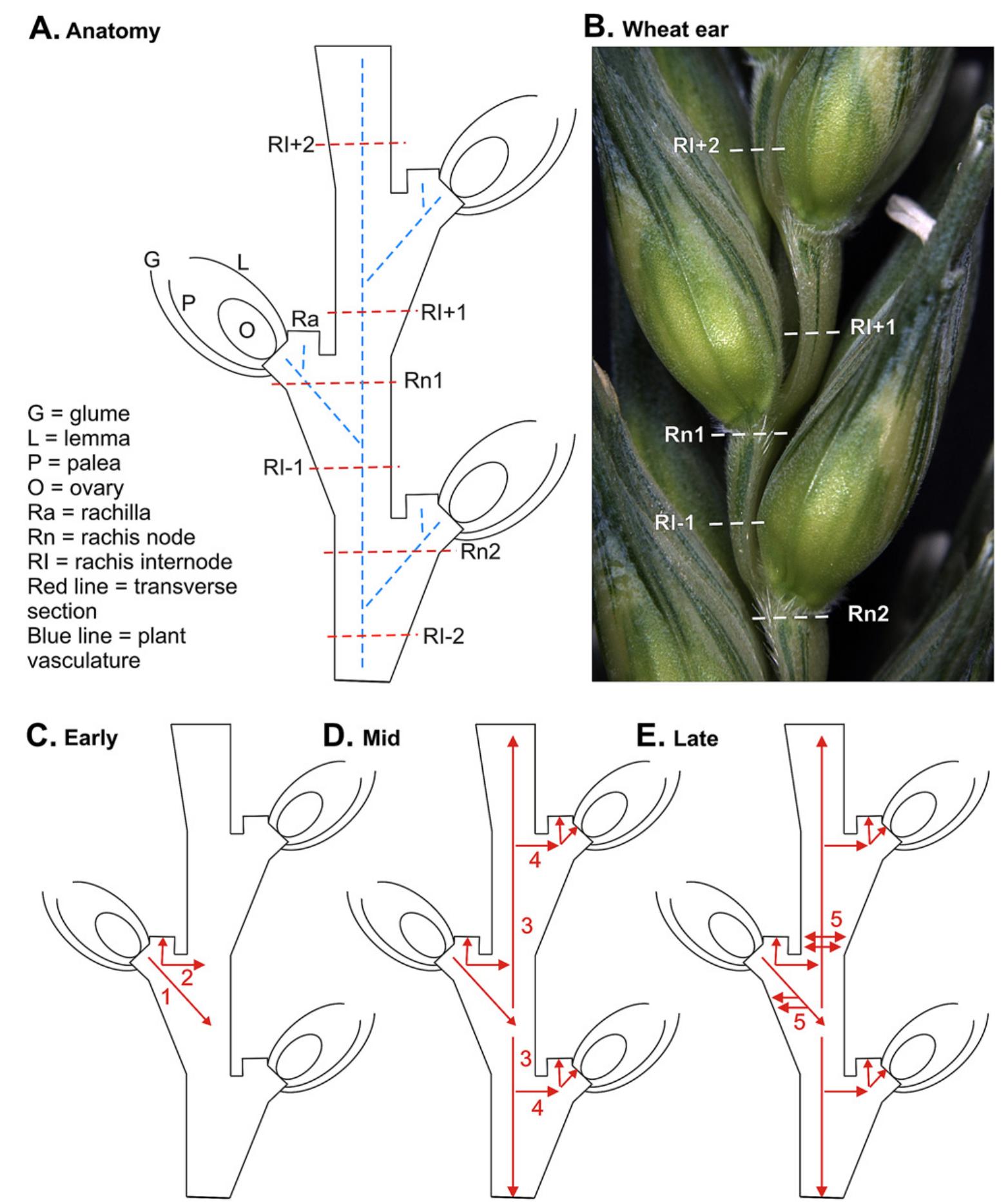 a schematic illustration of the anatomy of the wheat ear