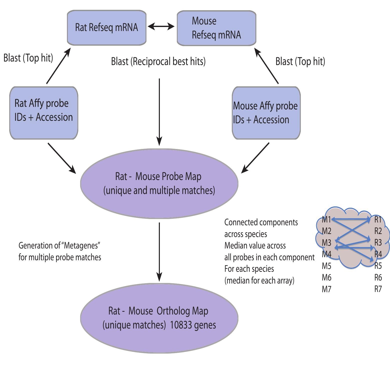 8: workflow showing the construction of the rat-mouse