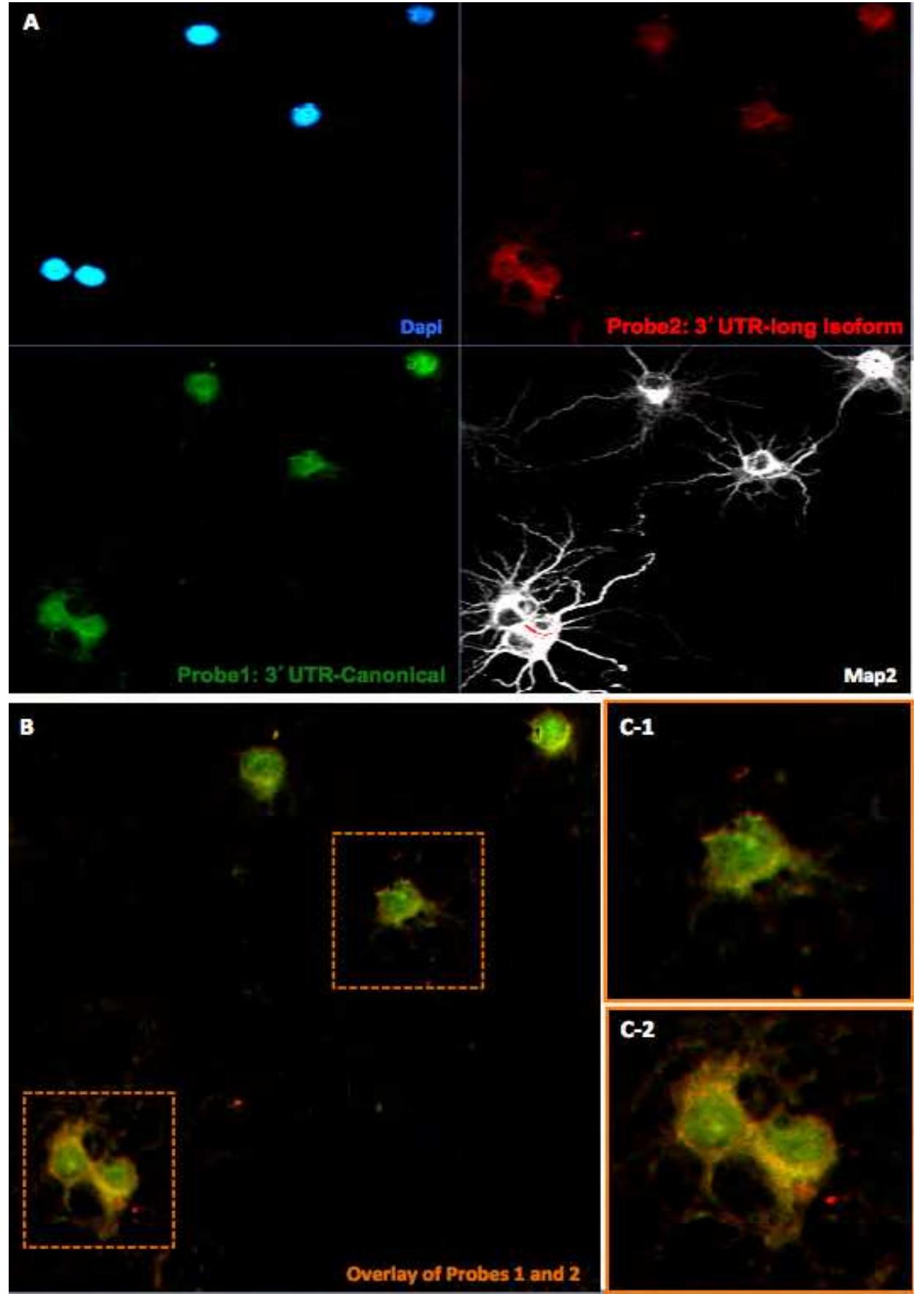 Within a cell (figure 4.6b, c1 and c2). figure 4.6: /n situ