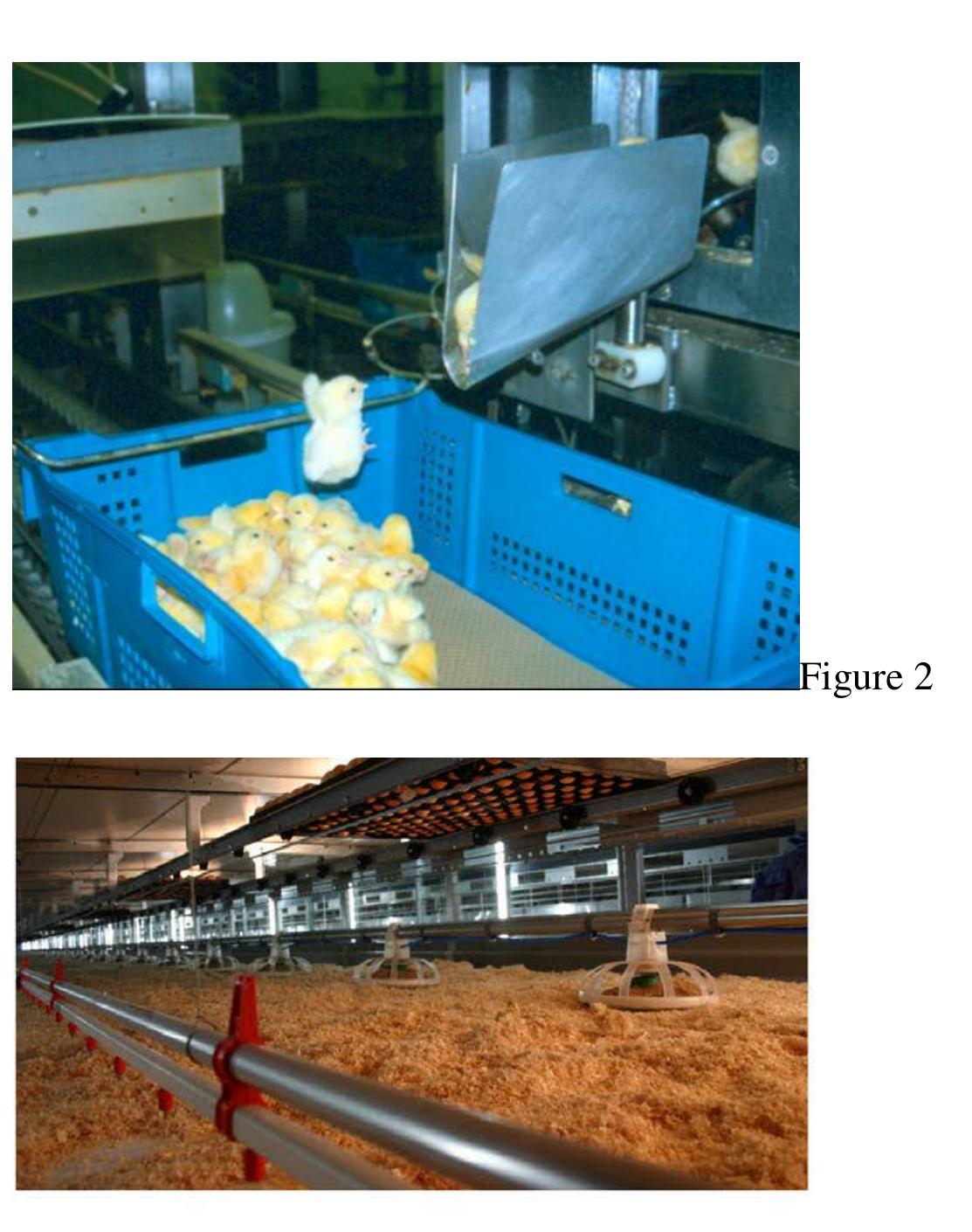Figure 1 - Poultry handling and transport