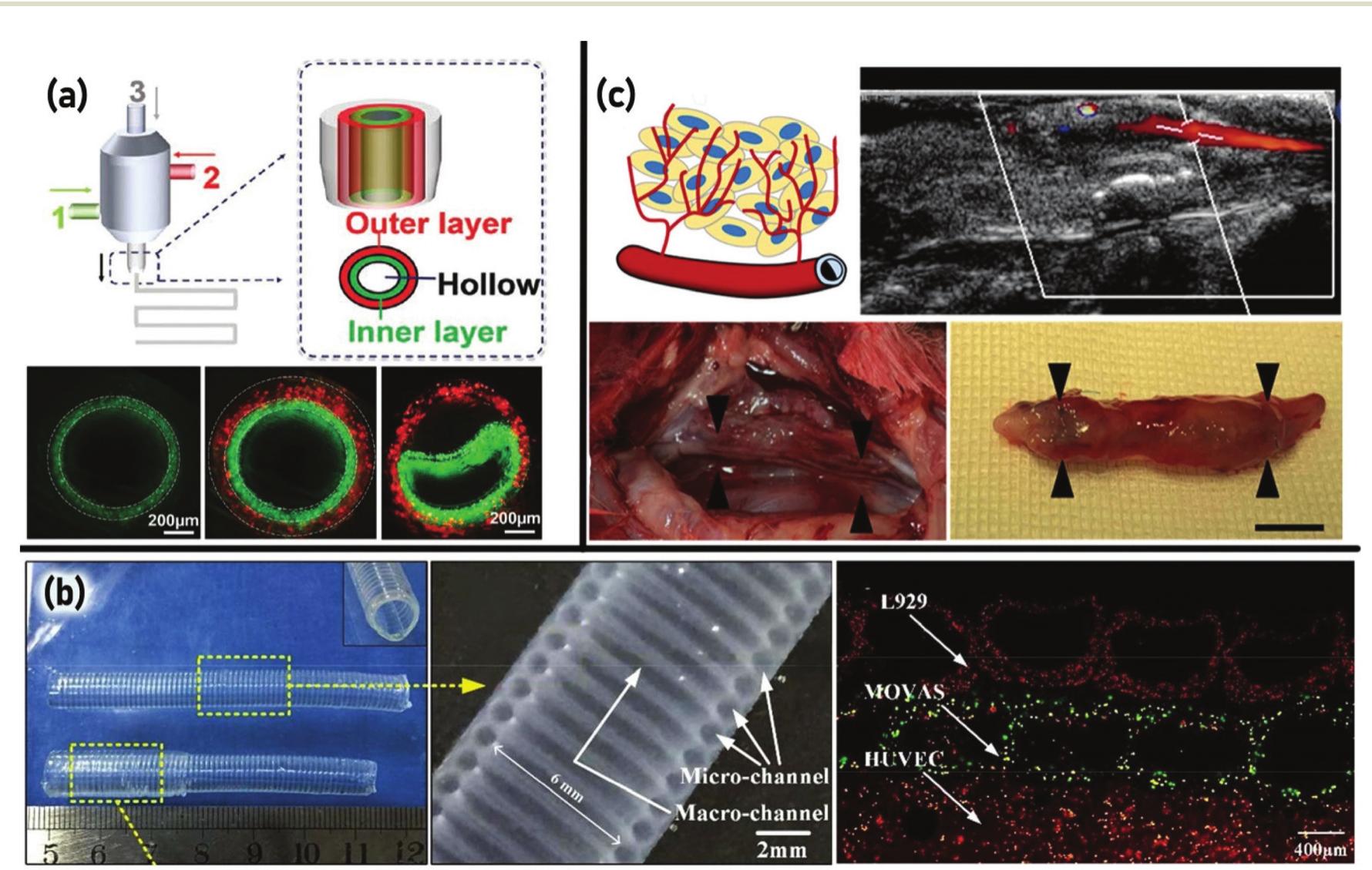 3d bioprinting of vascular tissue: (a) schematic showing the