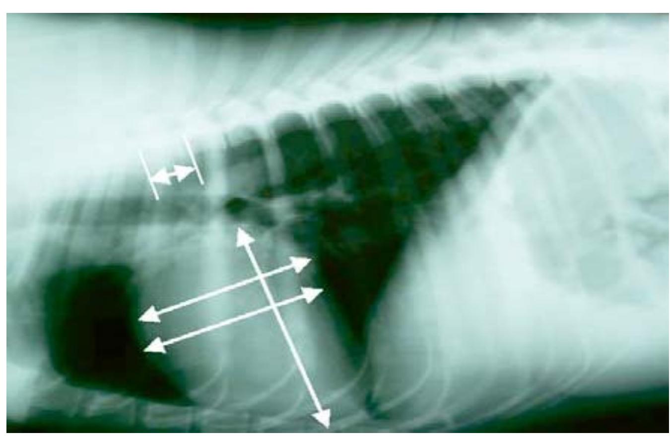 Figure 3 - RADIOGRAPHIC ASSESSMENT OF HEART SIZES IN DOG: