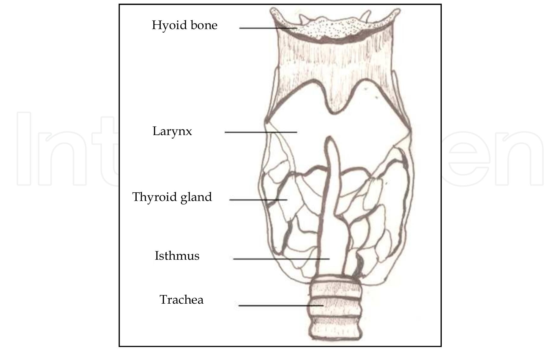 La. the thyroid gland anatomy the thyroid gland is among the