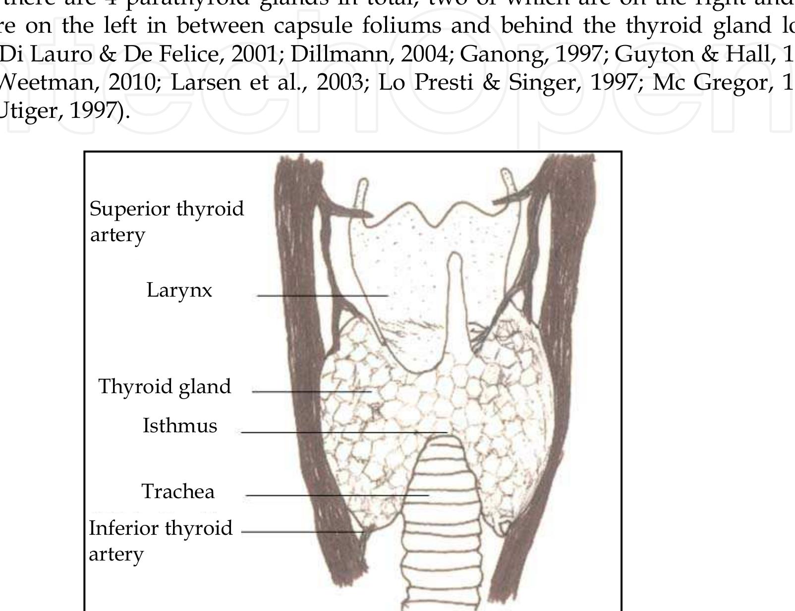 Figure 2 - from ﻿Introduction to Thyroid: Anatomy and