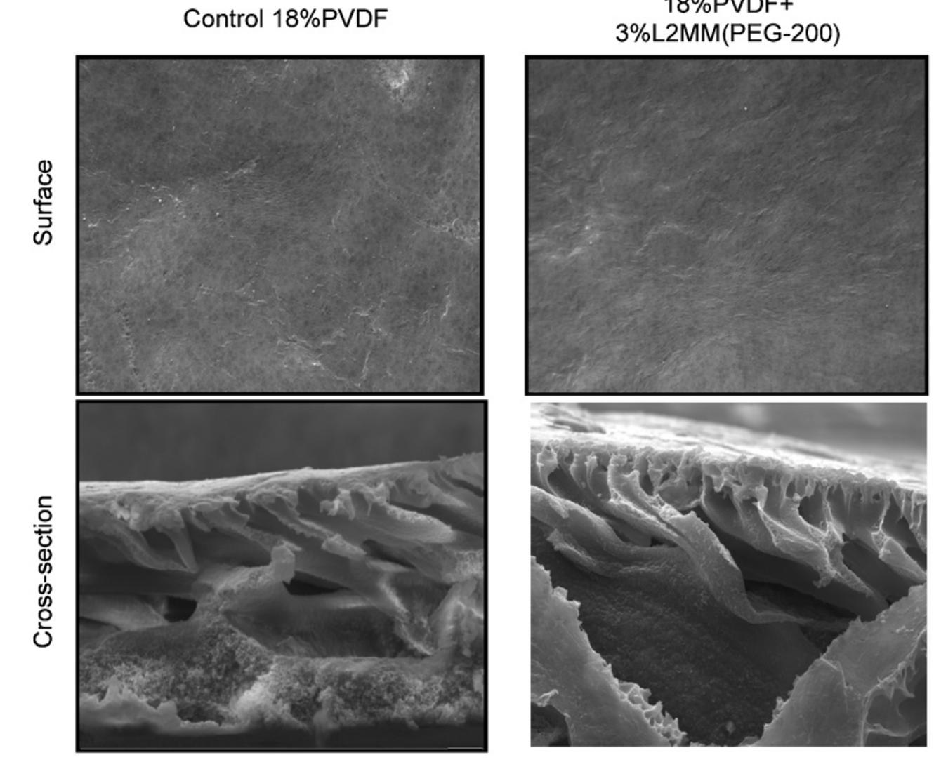 Top surface and cross section sem images of control 18% pvdf