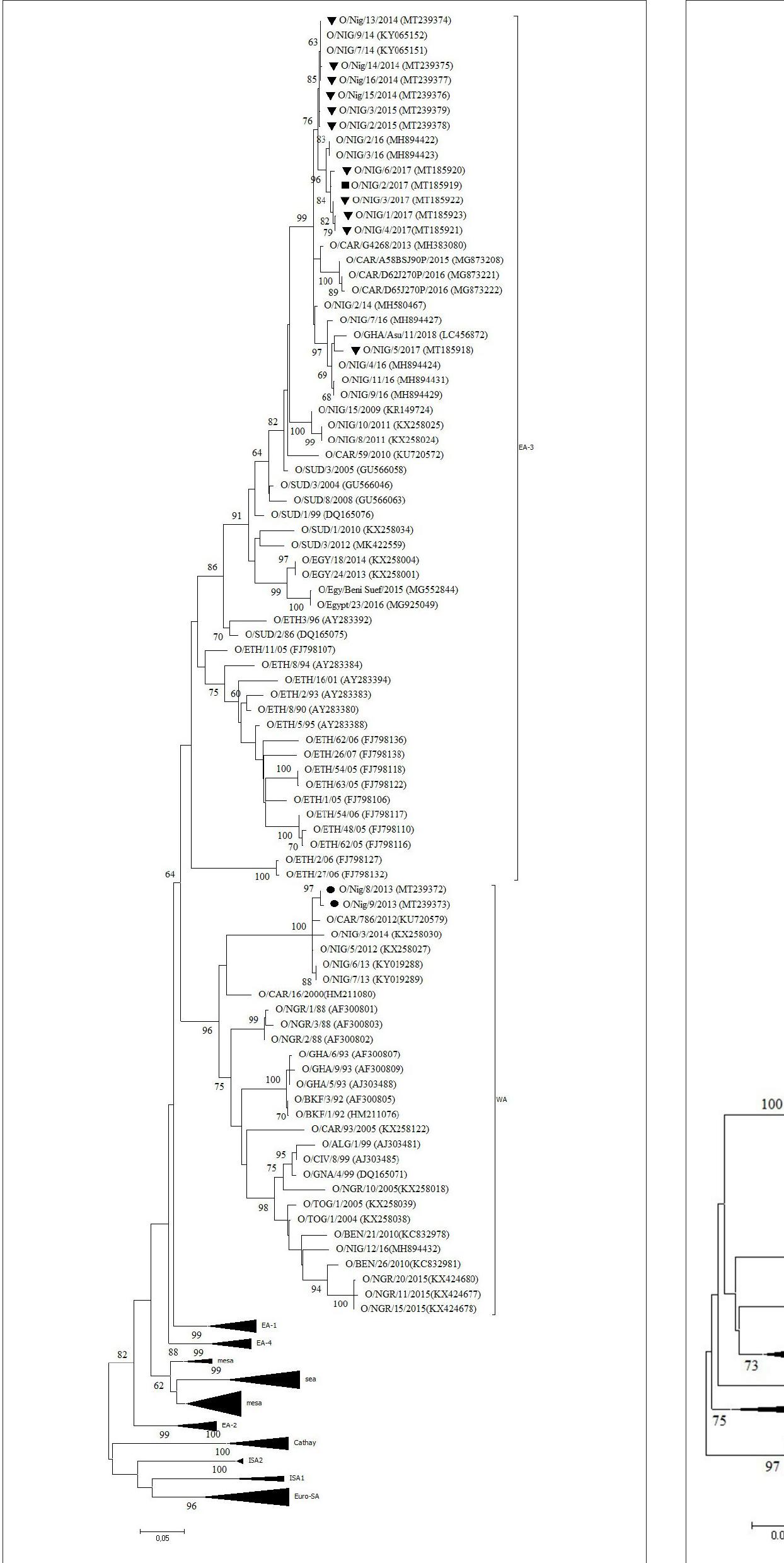 | vp1 phylogenetic tree for foot-and-mouth disease virus
