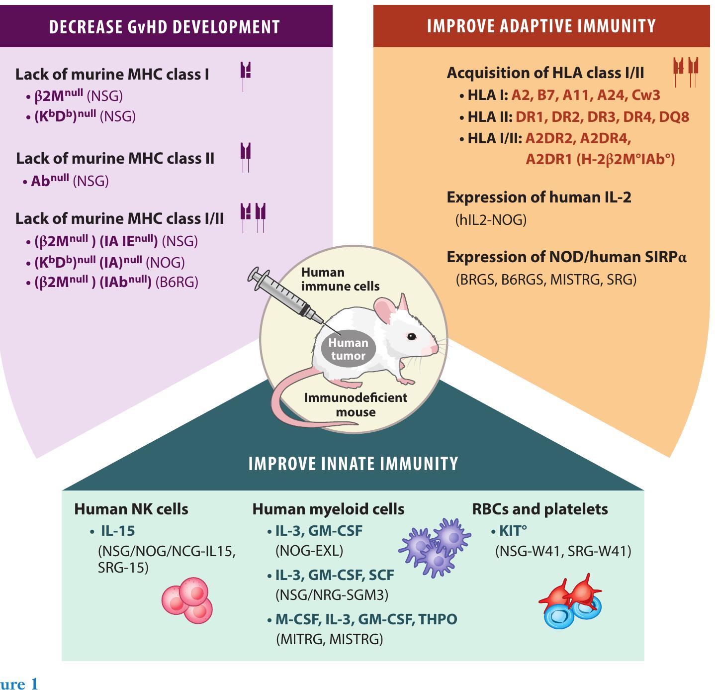 Approaches to overcome current humanized mouse models’