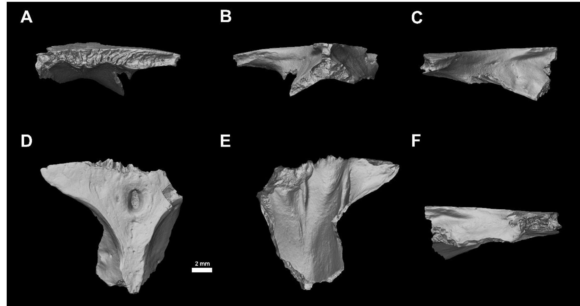 Side; d) dorsal view; e) ventral view; f) right side. scale