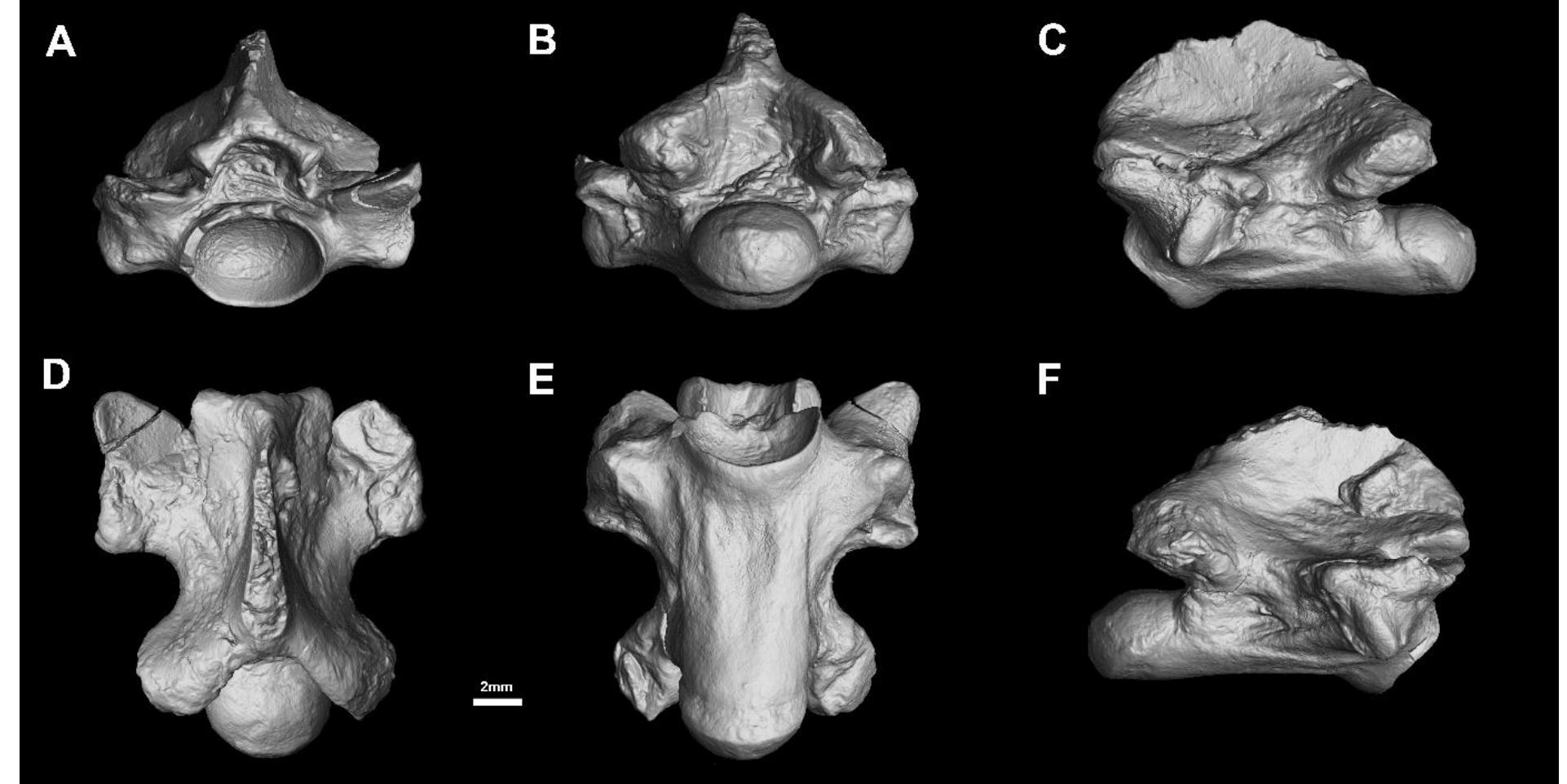 Side. scale bar: 2mm. c) left side; d) dorsal view; e)