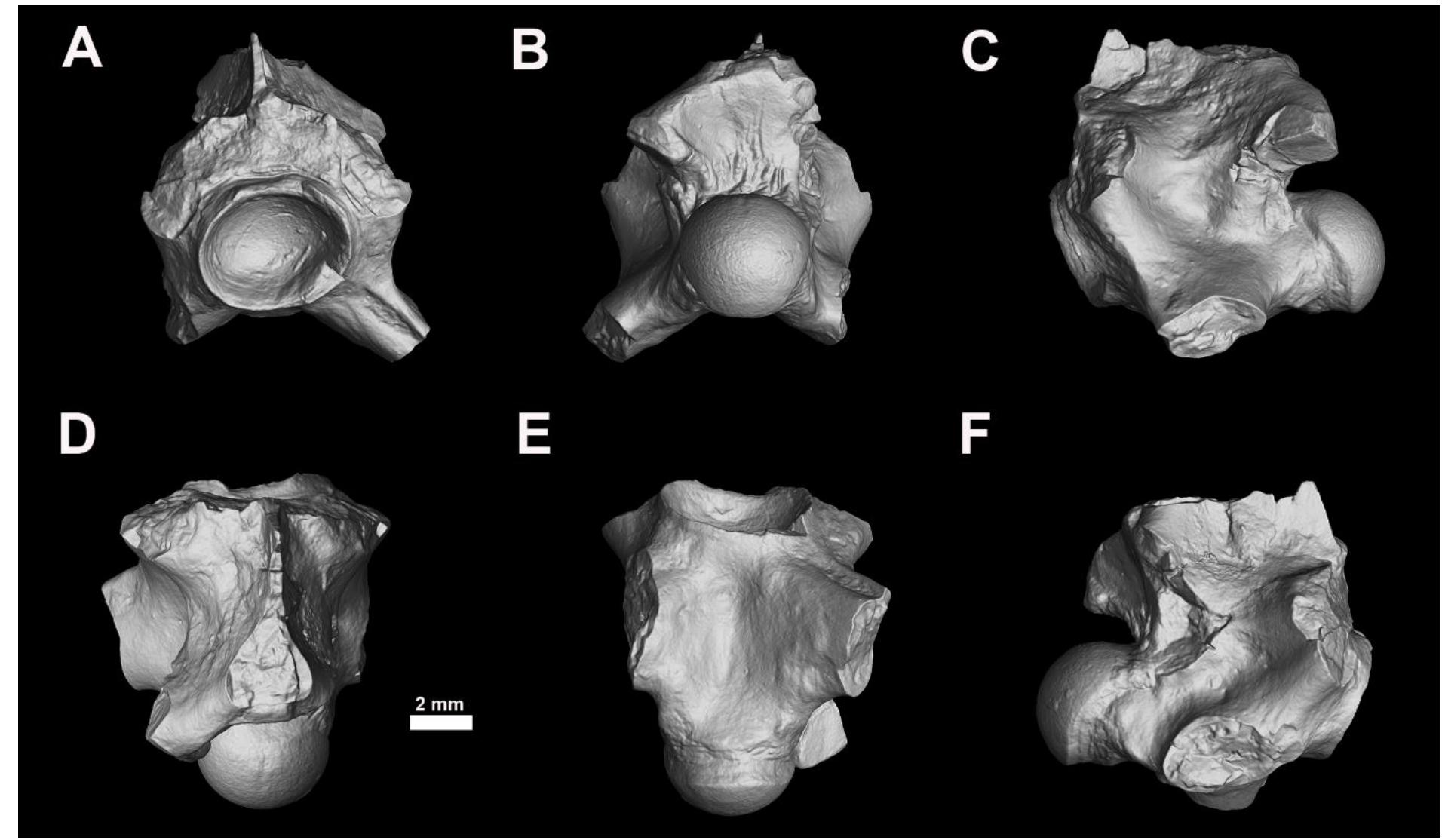 Figure 13 - Anatomy, taxonomy, ontogeny and phylogeny of