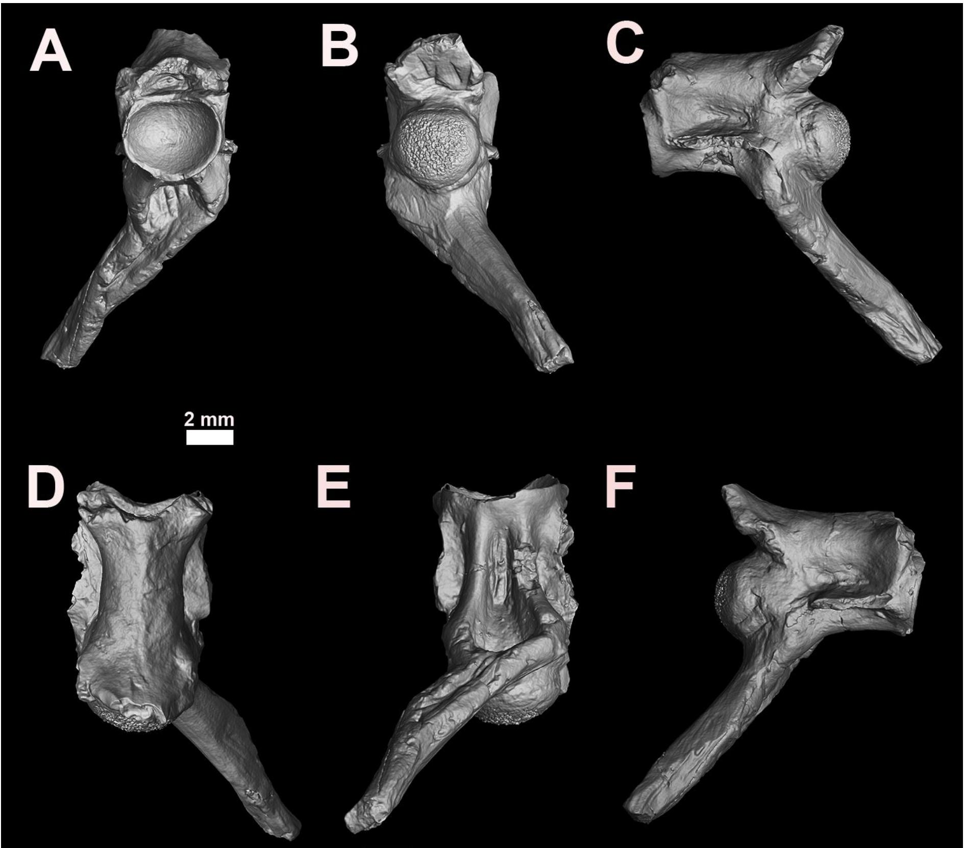 Figure 14 - Anatomy, taxonomy, ontogeny and phylogeny of