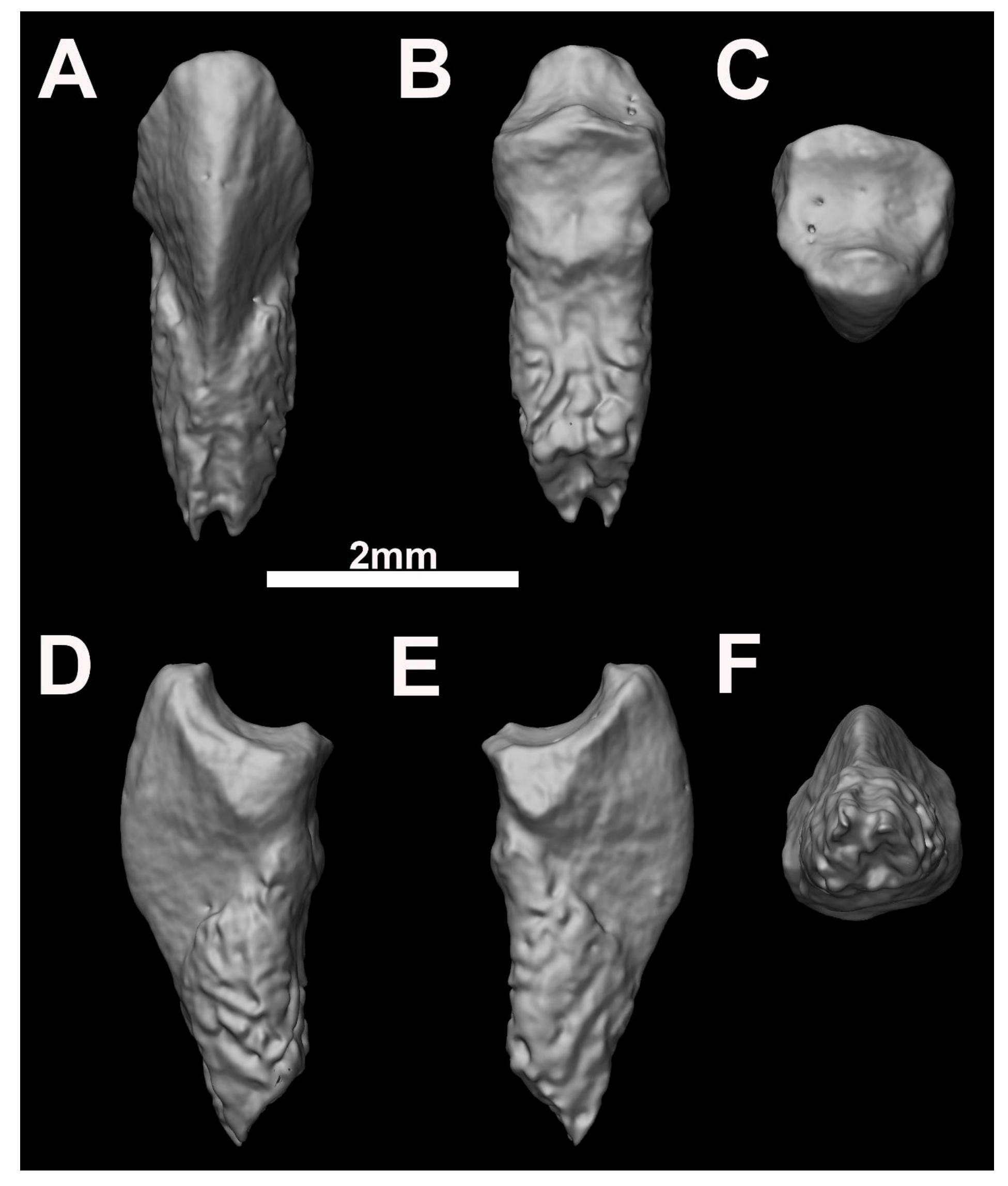 Figure 22 - Anatomy, taxonomy, ontogeny and phylogeny of