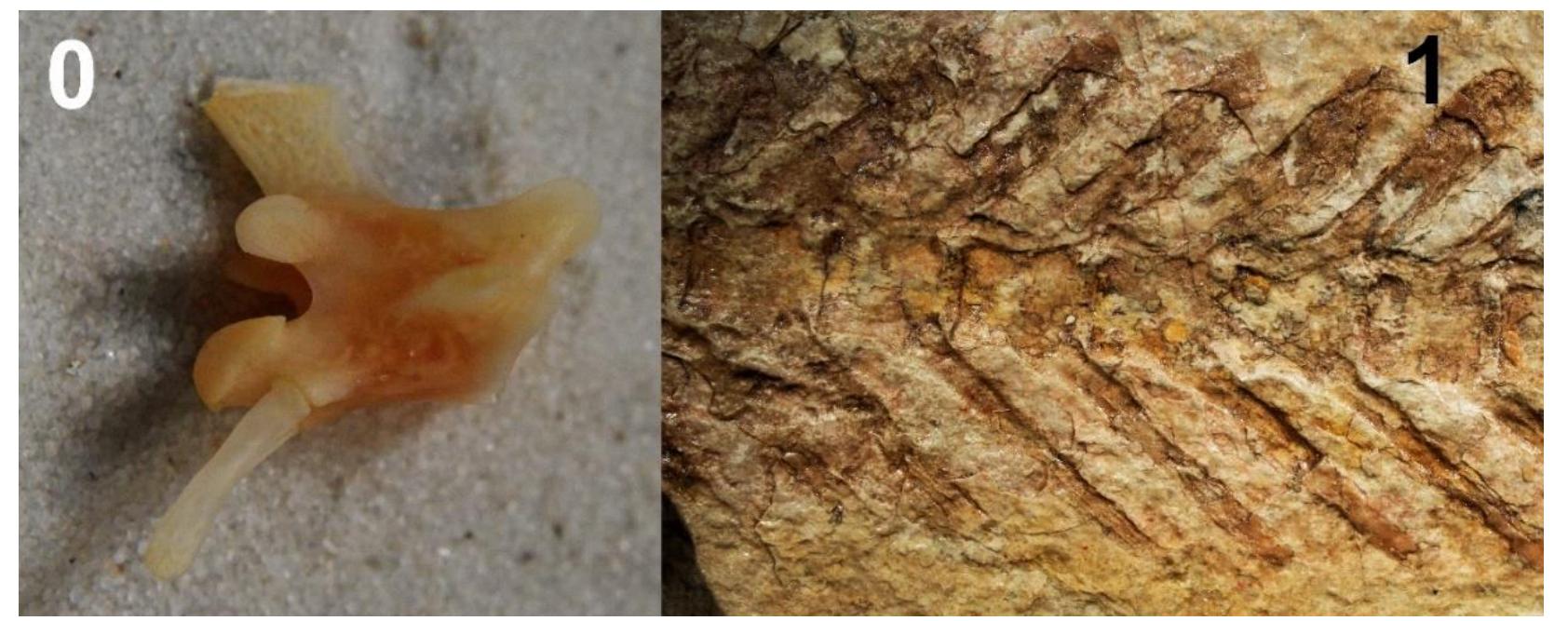 Figure 31 - Anatomy, taxonomy, ontogeny and phylogeny of