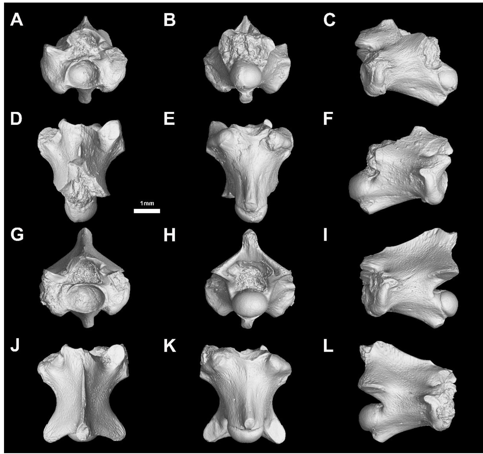 Figure 36 - Anatomy, taxonomy, ontogeny and phylogeny of