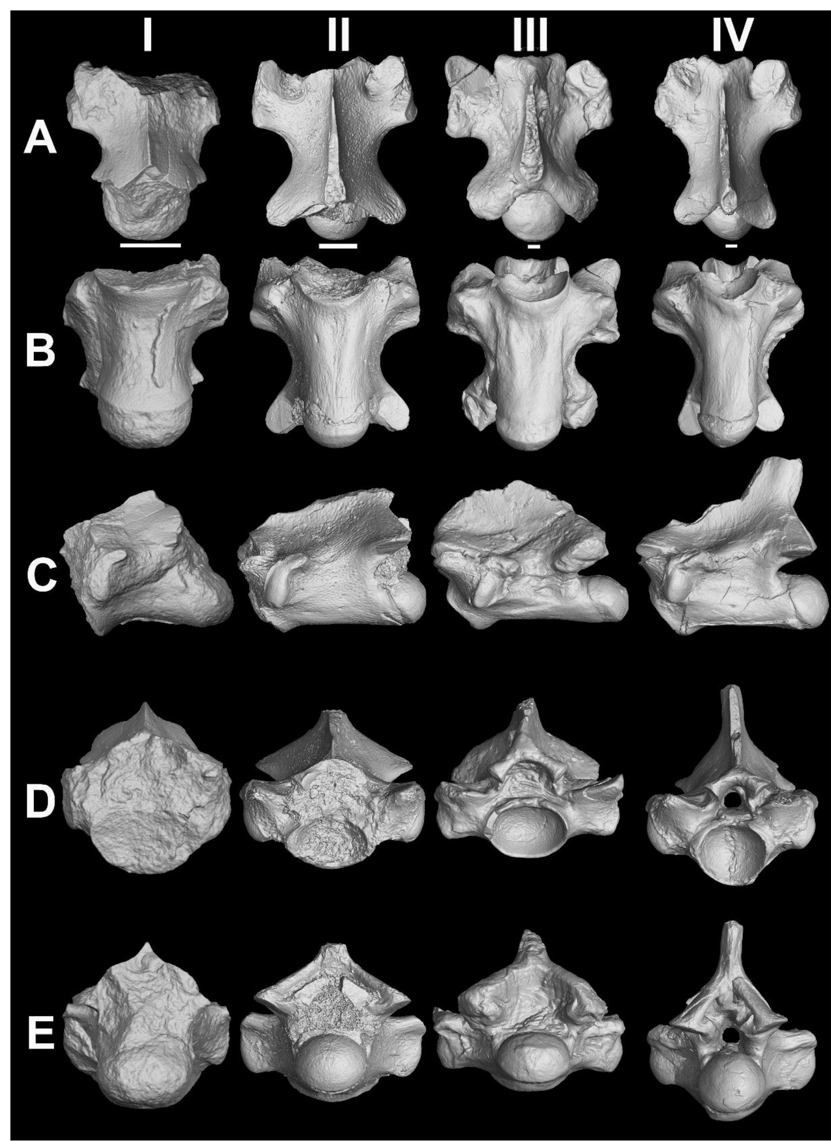 8 — dorsal vertebrae ontogenetic trends in coniasaurus.