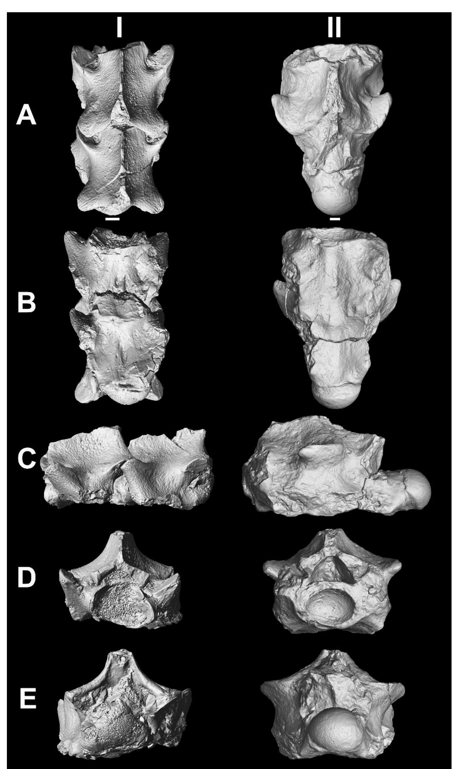 Figure 64 - Anatomy, taxonomy, ontogeny and phylogeny of