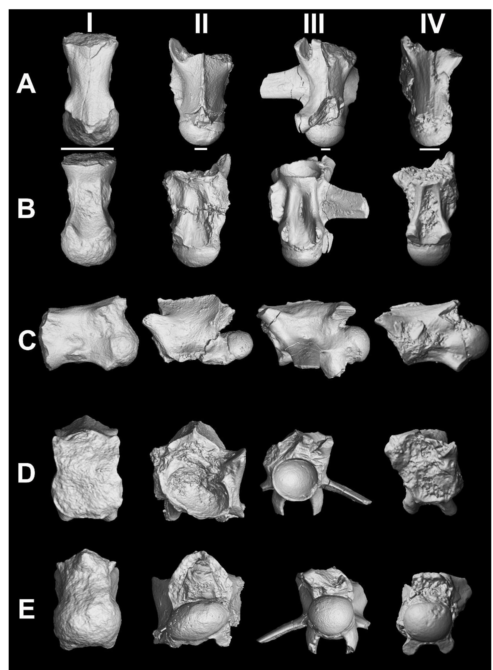11 — caudal vertebrae ontogenetic trends in coniasaurus.