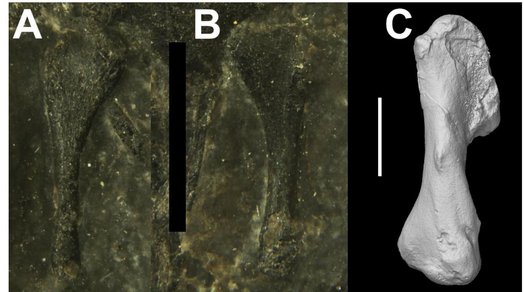 Figure 73 - Anatomy, taxonomy, ontogeny and phylogeny of