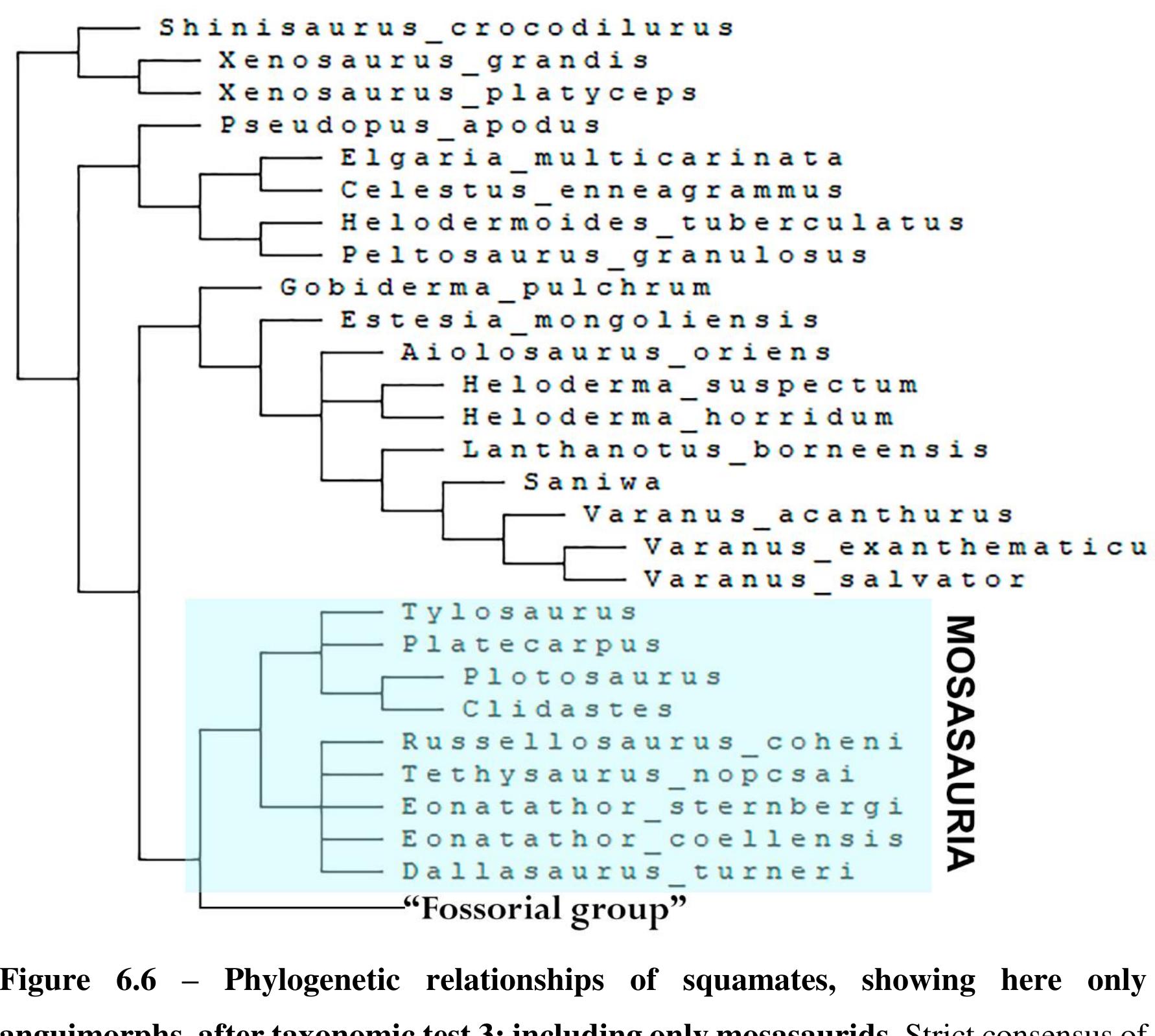 Figure 85 - Anatomy, taxonomy, ontogeny and phylogeny of