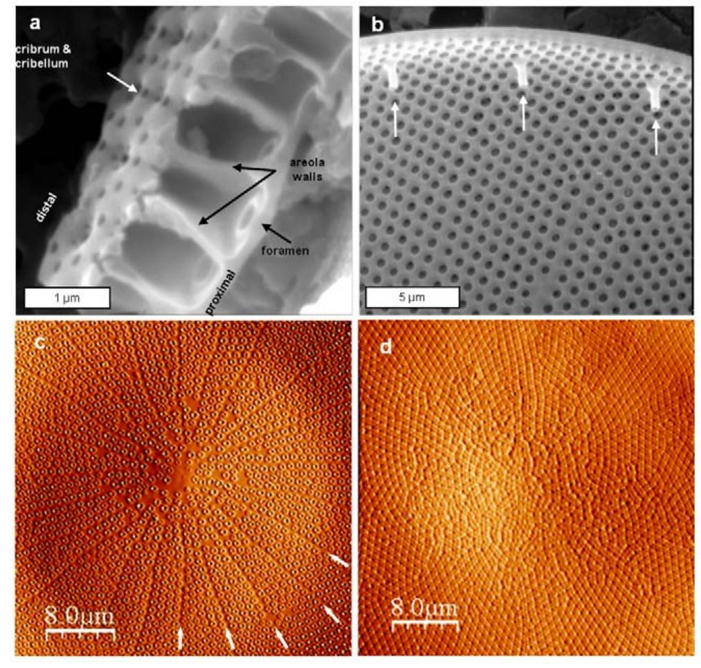 Figure 1 - from Extensive and Intimate Association of the