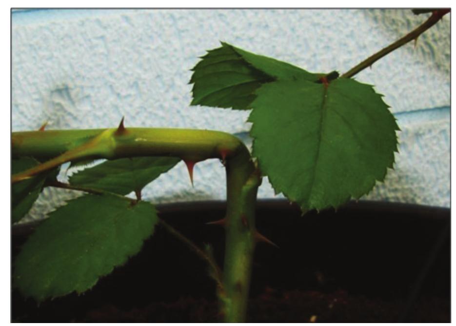 Bending a rose shoot according to the high rack cultivation